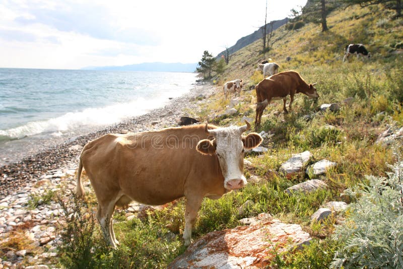 Cows pasturing at Baikal stock photo. Image of mammal - 6297906