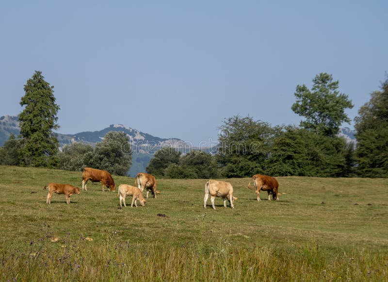 Cows Pasturing in the Field with the Mountain in the Background Stock ...