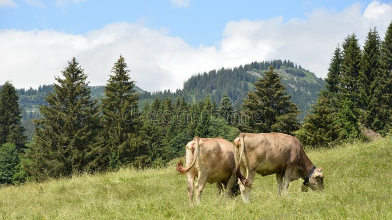Cows Pasturing in Nature with Pine Trees and Mountains in the ...