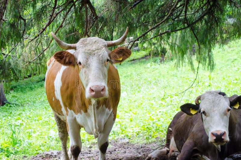 Cows Pasturing stock photo. Image of environment, ecology - 44118874