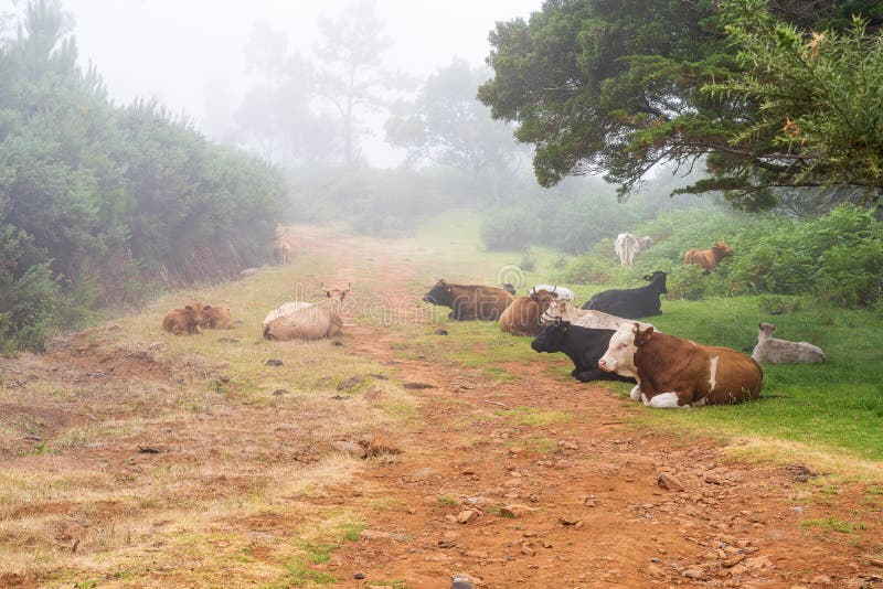 Cows on Path on Madeira Island Stock Photo - Image of field, grass ...