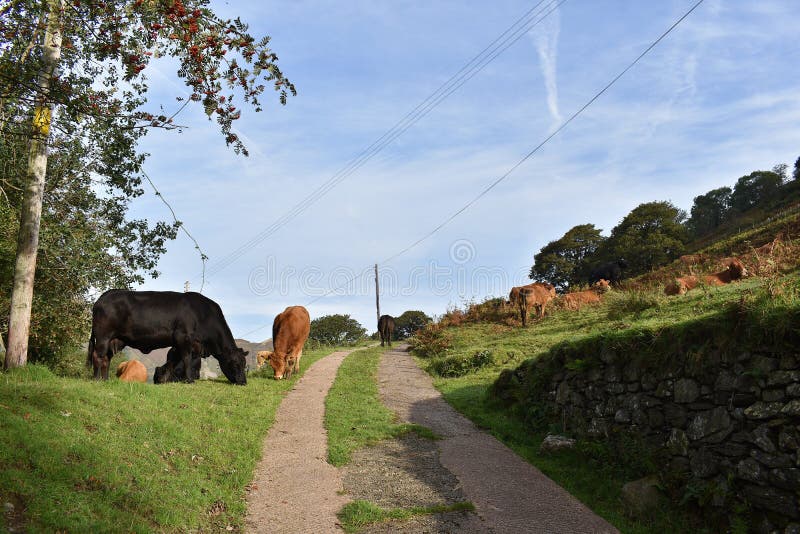 Cows on Path and in the Way Stock Photo - Image of pasture, casual ...