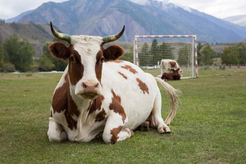 A Cow is Lying on the Green Grass in Front of a Soccer Goal on a ...