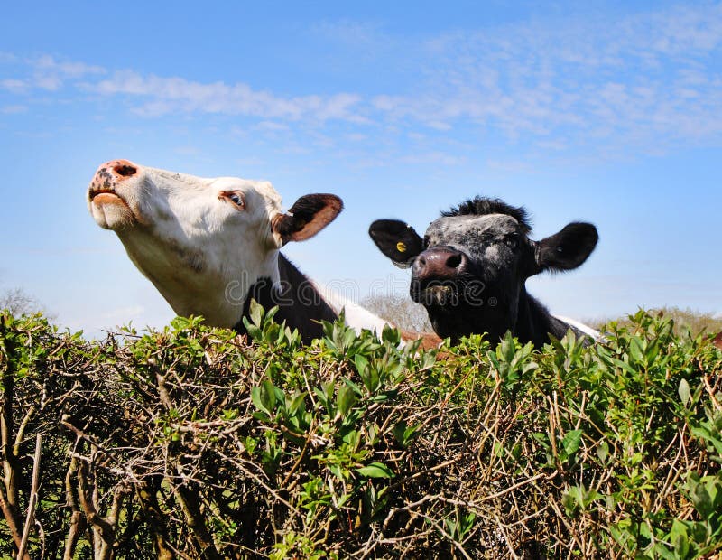 Cows Peering Over a Hedgerow Stock Photo - Image of humerous, cattle ...