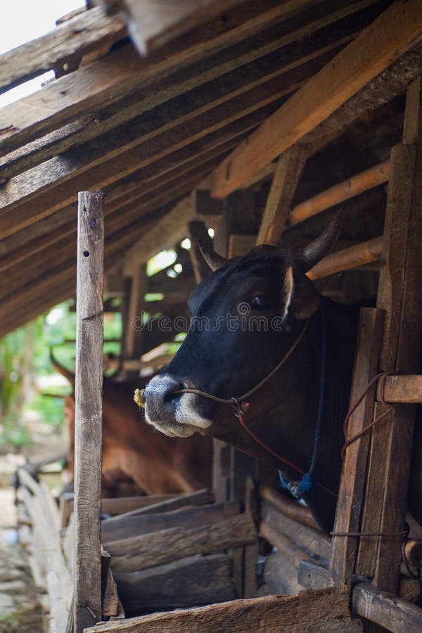 Cows in a Pen on a Cattle Farm in the Countryside Stock Image - Image ...