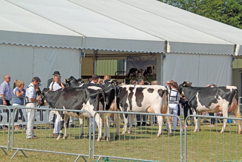 Cows editorial stock image. Image of farm, show, shows - 56591104