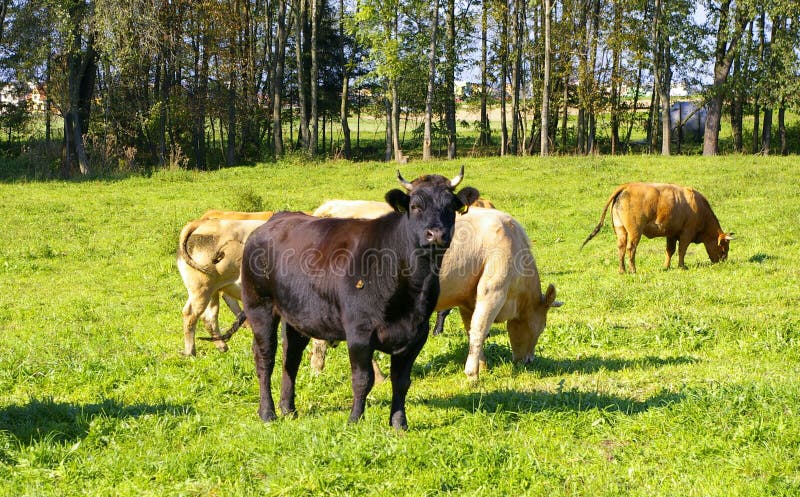 Cows stock image. Image of animal, plant, plants, mountains - 46103145