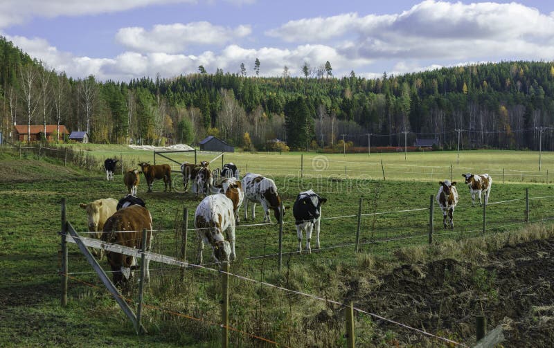 103 Cows Pasture Finland Stock Photos - Free & Royalty-Free Stock ...