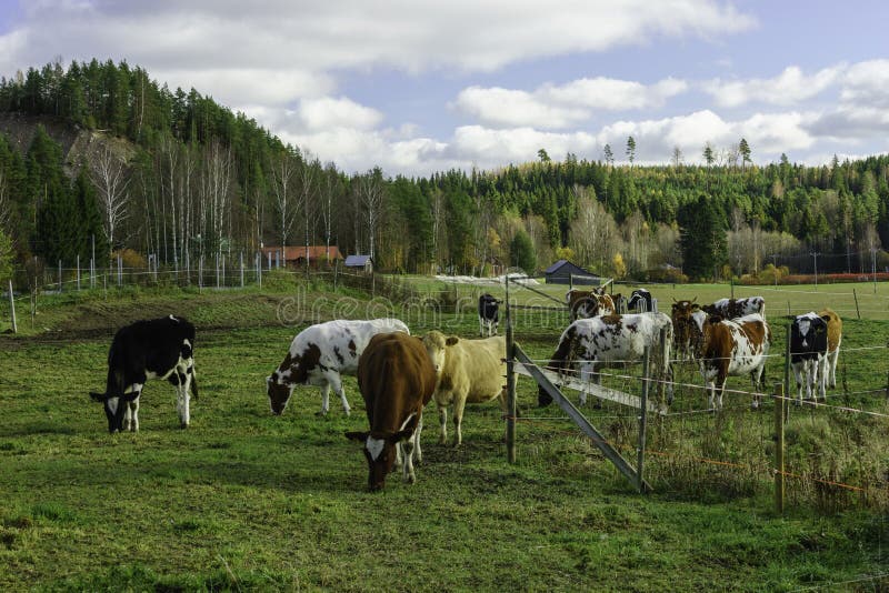 103 Cows Pasture Finland Stock Photos - Free & Royalty-Free Stock ...