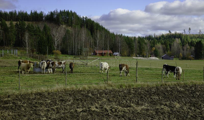 Cows. stock photo. Image of graze, field, finlandn, pasture - 45753986