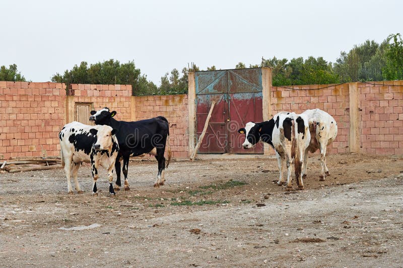 The Cows Playing with Each Others in the Farm. Stock Photo - Image of ...