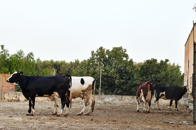 The Cows Playing with Each Others in the Farm. Stock Image - Image of ...