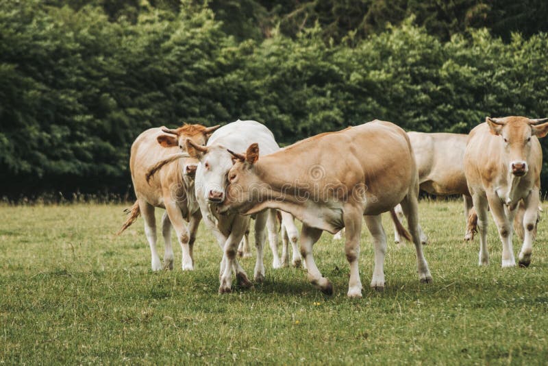 Cows Playing Together in a Field Stock Photo - Image of calf, clear ...