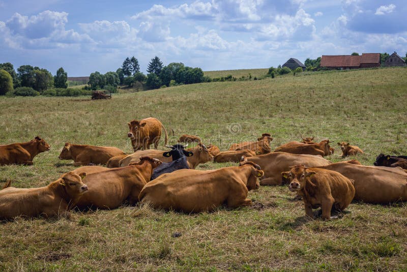 Cows in Poland stock photo. Image of county, national - 163872894