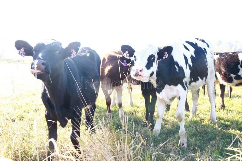 Angus beef cow in field stock photo. Image of angus - 159396406