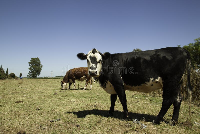 Cows on prairie stock photo. Image of head, feeding, milk - 29250398