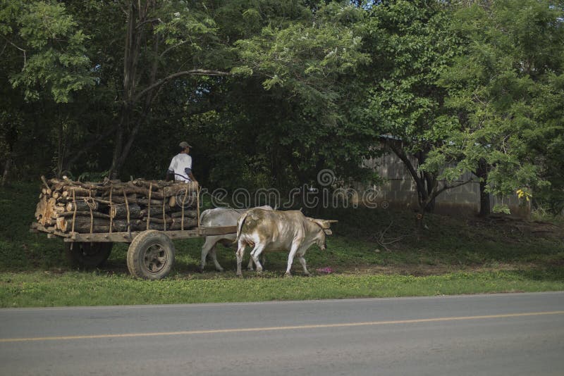Cows Pulling a Heavy Cart Wagon Editorial Photography - Image of ...