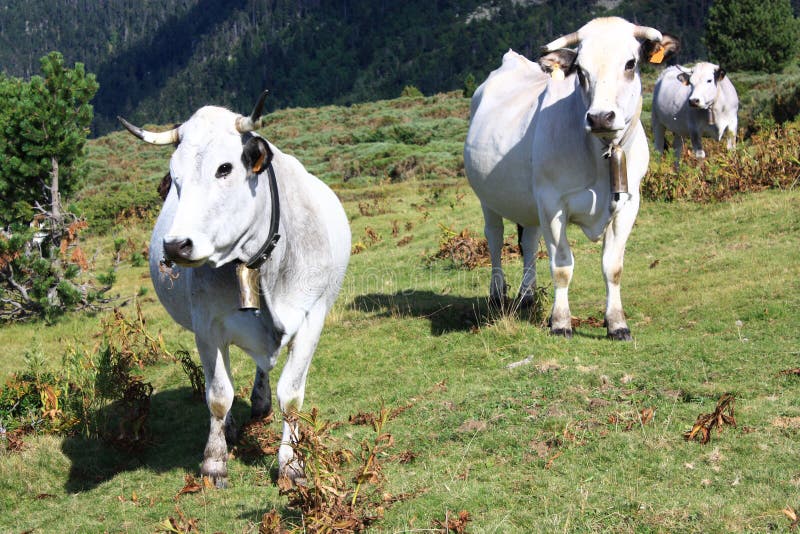 Cows in Pyrenees stock photo. Image of mammal, grazing - 6952326