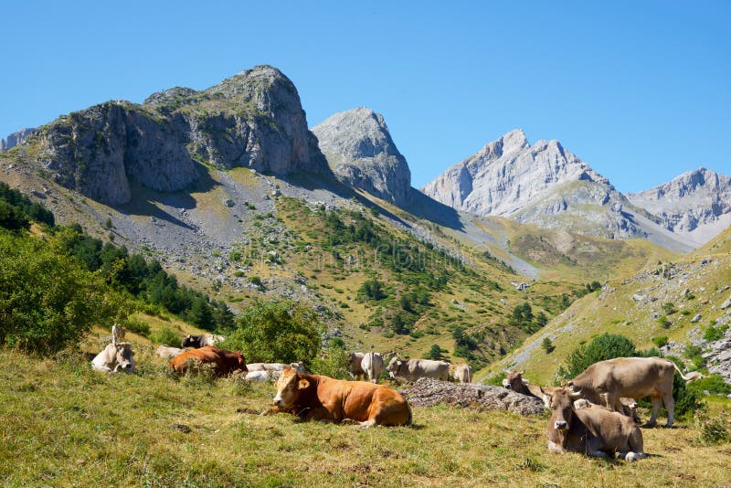 Cows in the Pyrenees stock photo. Image of landscape - 230896676