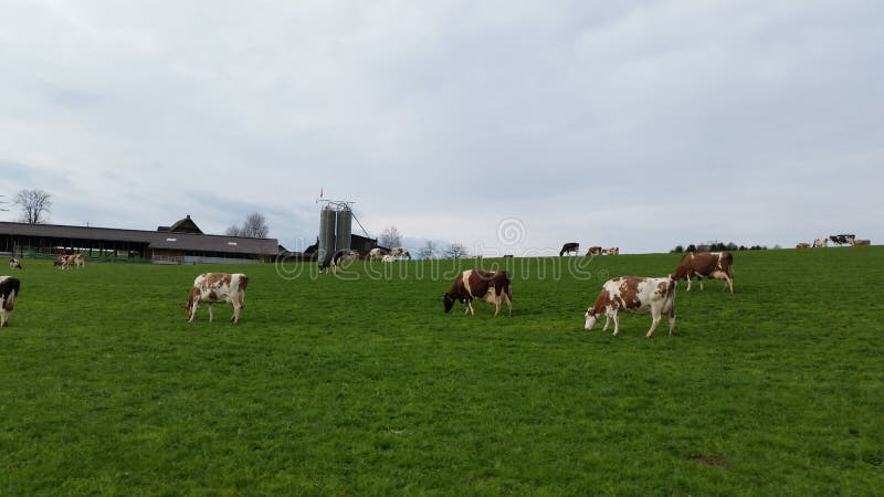 Cows stock photo. Image of rainy, grass, cows, rain, milk - 52898040