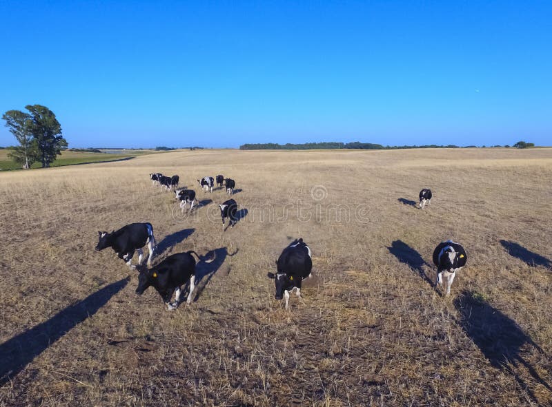 Cows and Birds in Flight, Cattle Egret Flock, Stock Photo - Image of ...