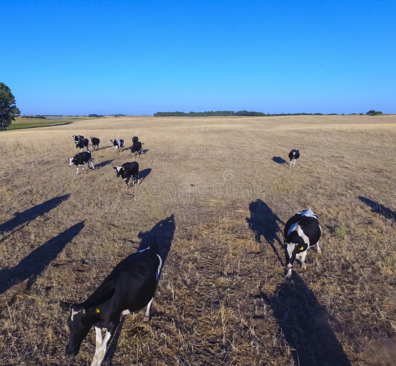 Cows and Birds in Flight, Cattle Egret Flock, Stock Image - Image of ...