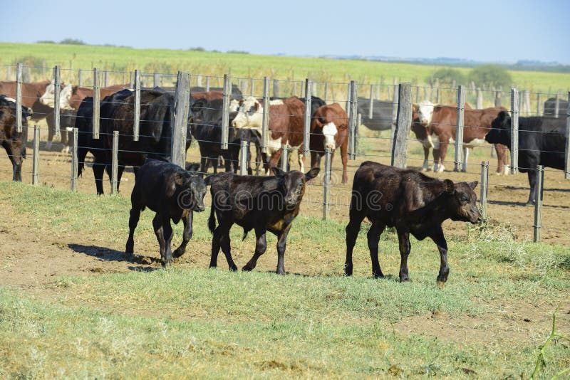 Cows Raised with Natural Grass, Stock Image - Image of gaucho, dairy ...