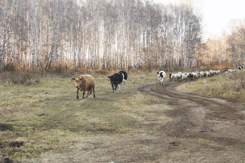 Cows, Rams Run Forward. Natural Agricultural Concept Stock Image ...