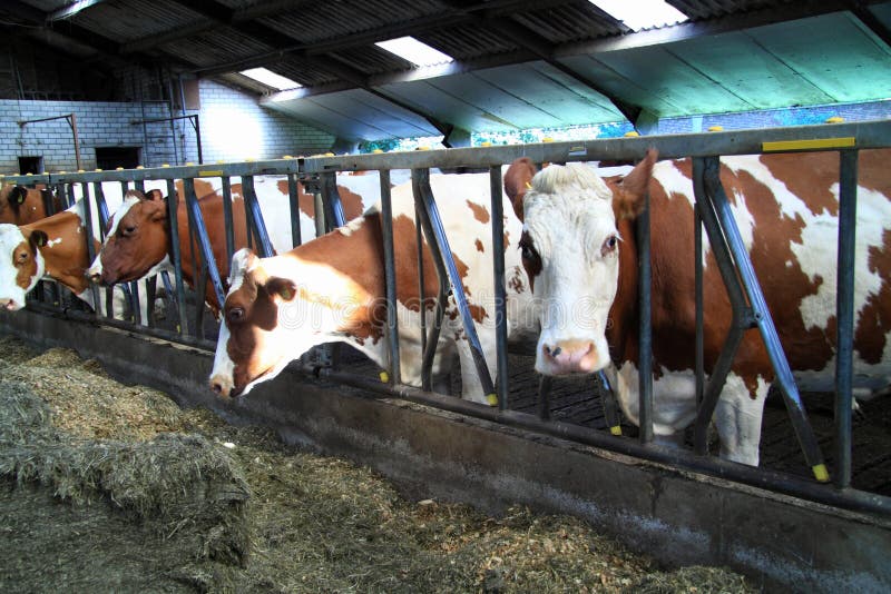 Real Barn With Animals