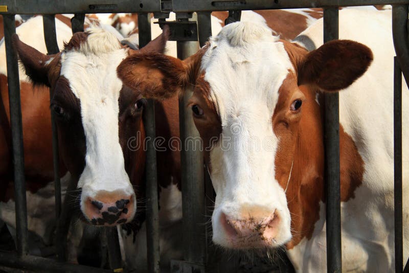 Cows are real farm animals stock image. Image of animal - 58667553