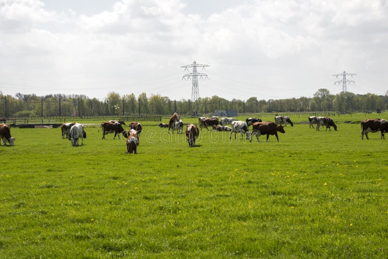 Cows Red and Black in Dutch Landscape Stock Image - Image of rural ...