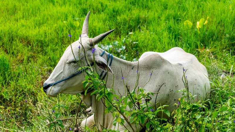Cows Relaxing on Green Grass Stock Photo - Image of early, nature ...