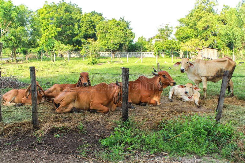 Cows Relaxing Near the Rice Field Stock Photo - Image of brown, female ...