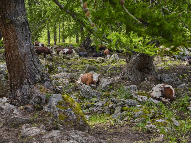 Cows Relaxing Under a Shade Tree Stock Image - Image of freedom ...