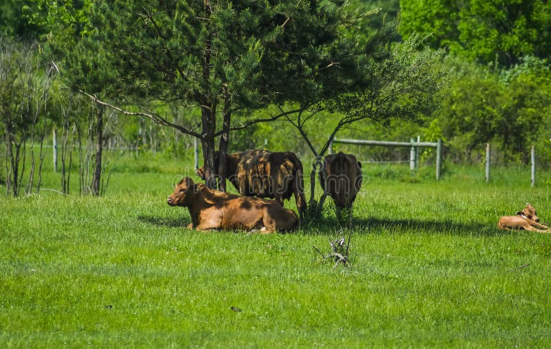 Cows relaxing under a tree stock image. Image of animals - 184929339
