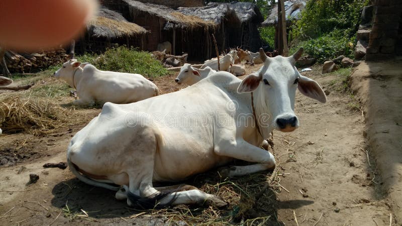 Cows resting stock photo. Image of husbandry, asleep - 103104644