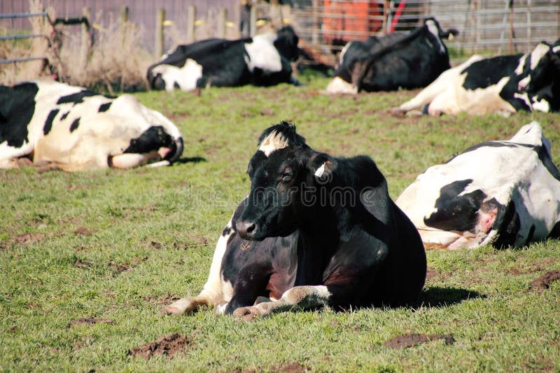 Cows Resting stock image. Image of industry, white, black - 50965769