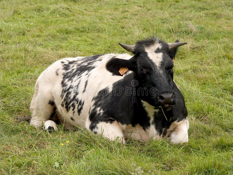 Cows Resting in the Gras, Agriculure. Stock Image - Image of resting ...