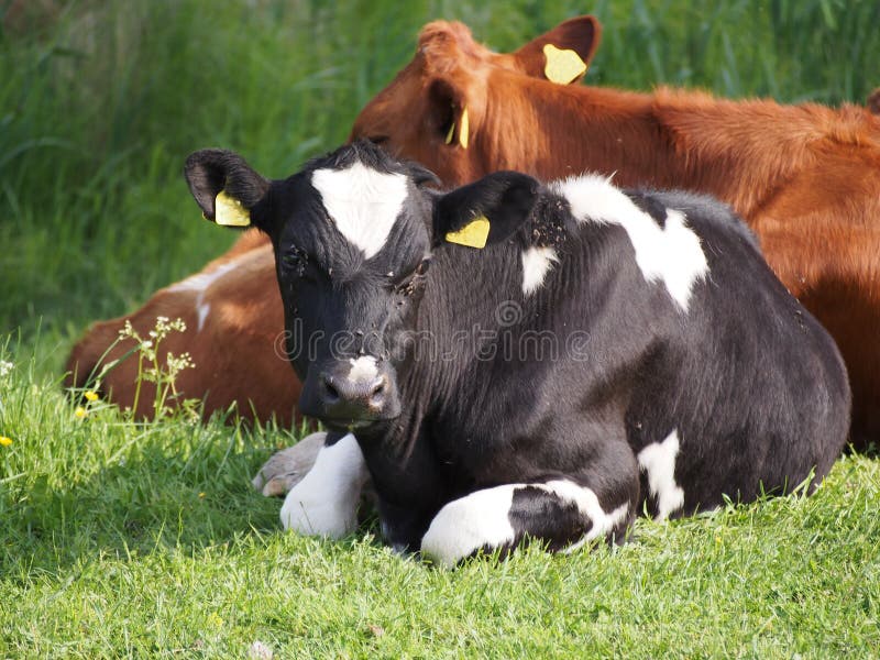 Cows resting stock photo. Image of healthy, farmland - 78632548