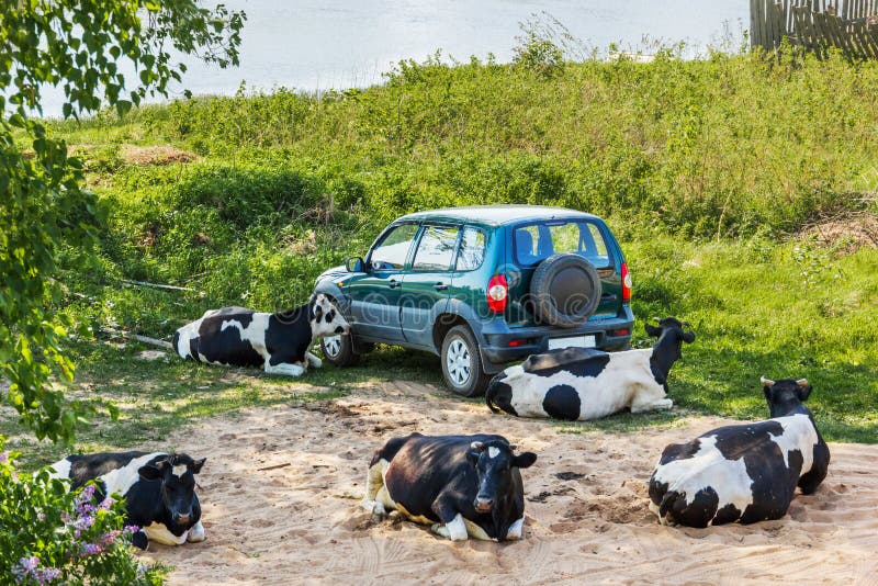 Cows Resting Next To the Car Stock Photo - Image of russia, nature ...