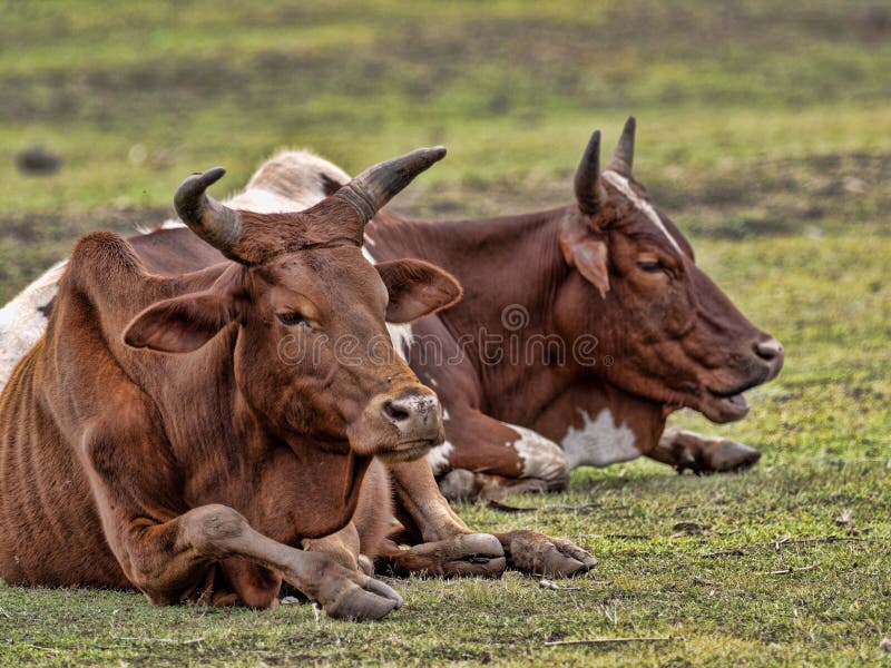 320 Cows Ethiopia Stock Photos - Free & Royalty-Free Stock Photos from ...