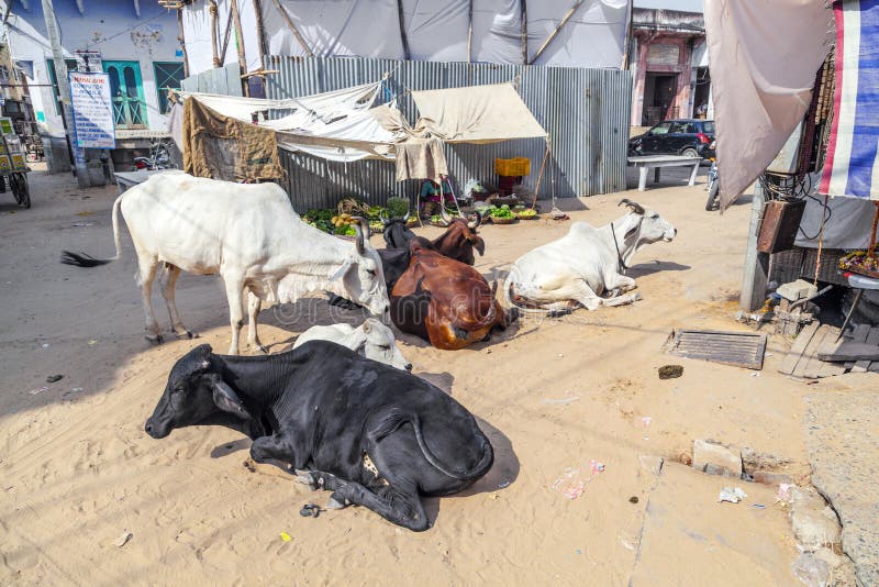 Indian White Cow Sitting On Street Stock Image - Image of market ...