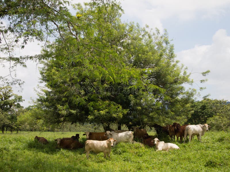 Cow under a tree shadow stock image. Image of view, horn - 14132173