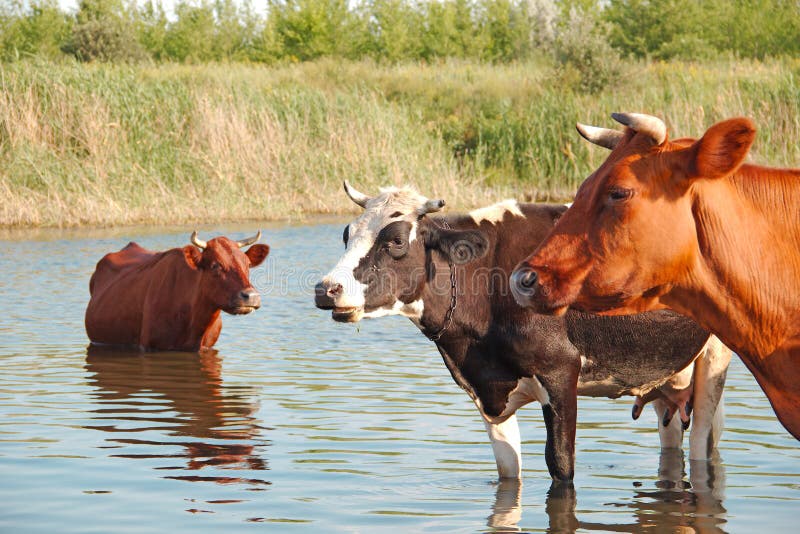 River Cattle, Lancashire stock image. Image of mammals - 30817749