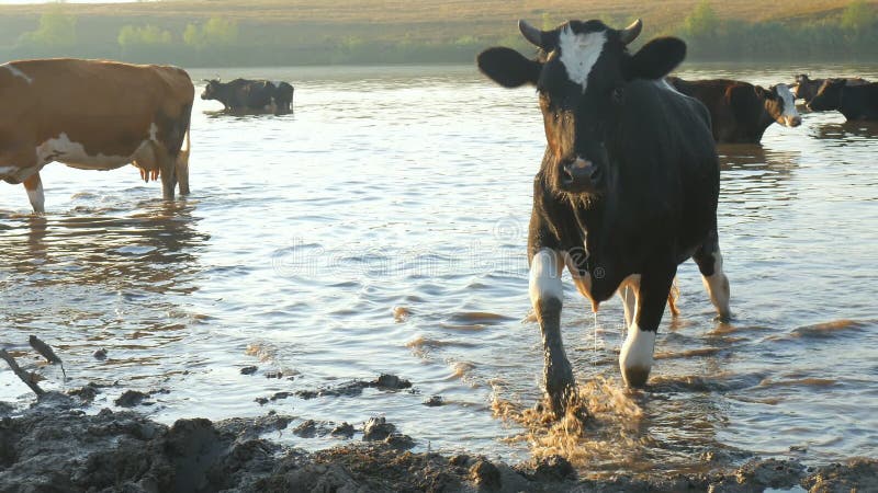 Cows on River. Cows Drinking in the Water of River. Cows Drink Water ...