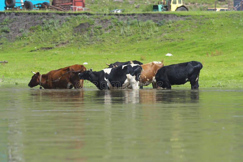 Cows in the river. stock photo. Image of farmland, environment - 84148690
