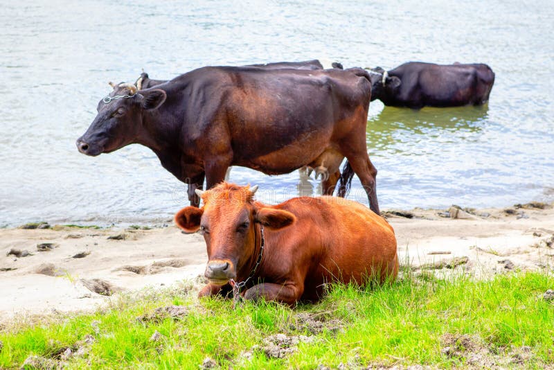 Cows on the riverside stock image. Image of cattle, farm - 201895931