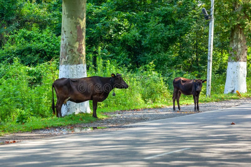 Cows on the Road, Animals Outside the Farm Stock Photo - Image of farm ...