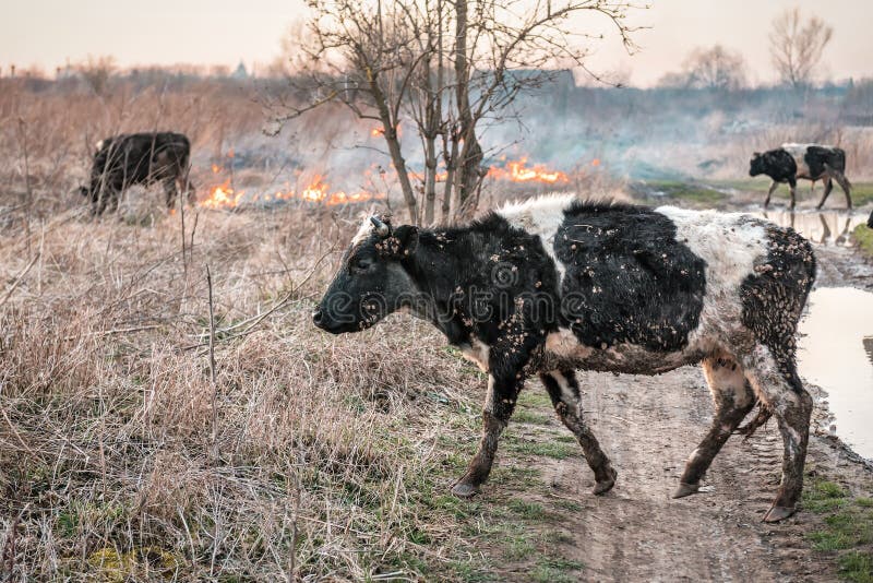 Cows Run Away from the Fire Stock Image - Image of farm, meadow: 180515159