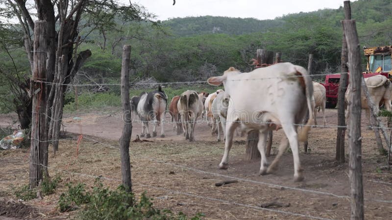 Cows running in a farm. stock video. Video of nature - 260107479